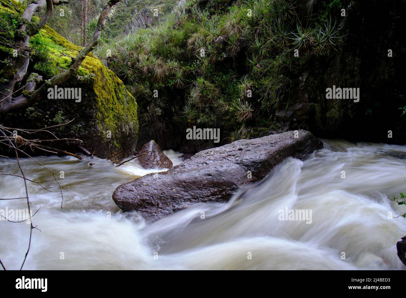 Beautiful landscape of inter-Andean forest where a stream of water runs ...