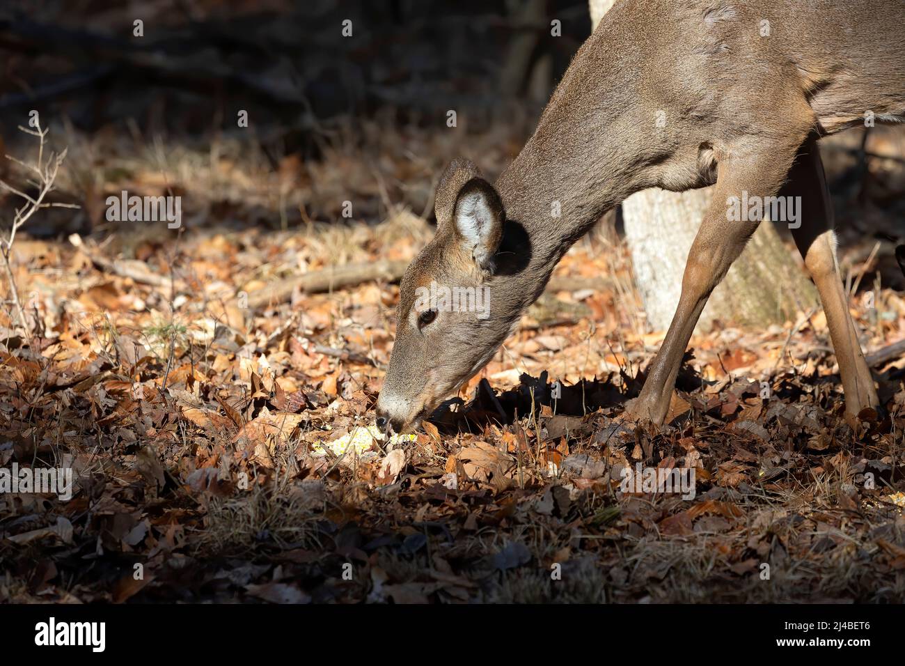 The white-tailed deer (Odocoileus virginianus), also known as the ...