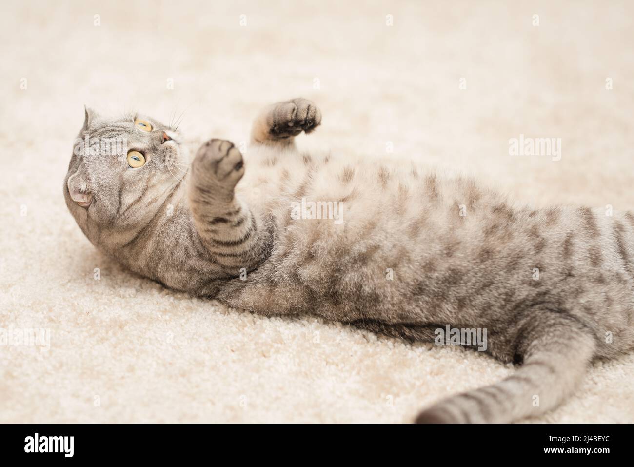 British scottish fold cat sleeping hi-res stock photography and images ...