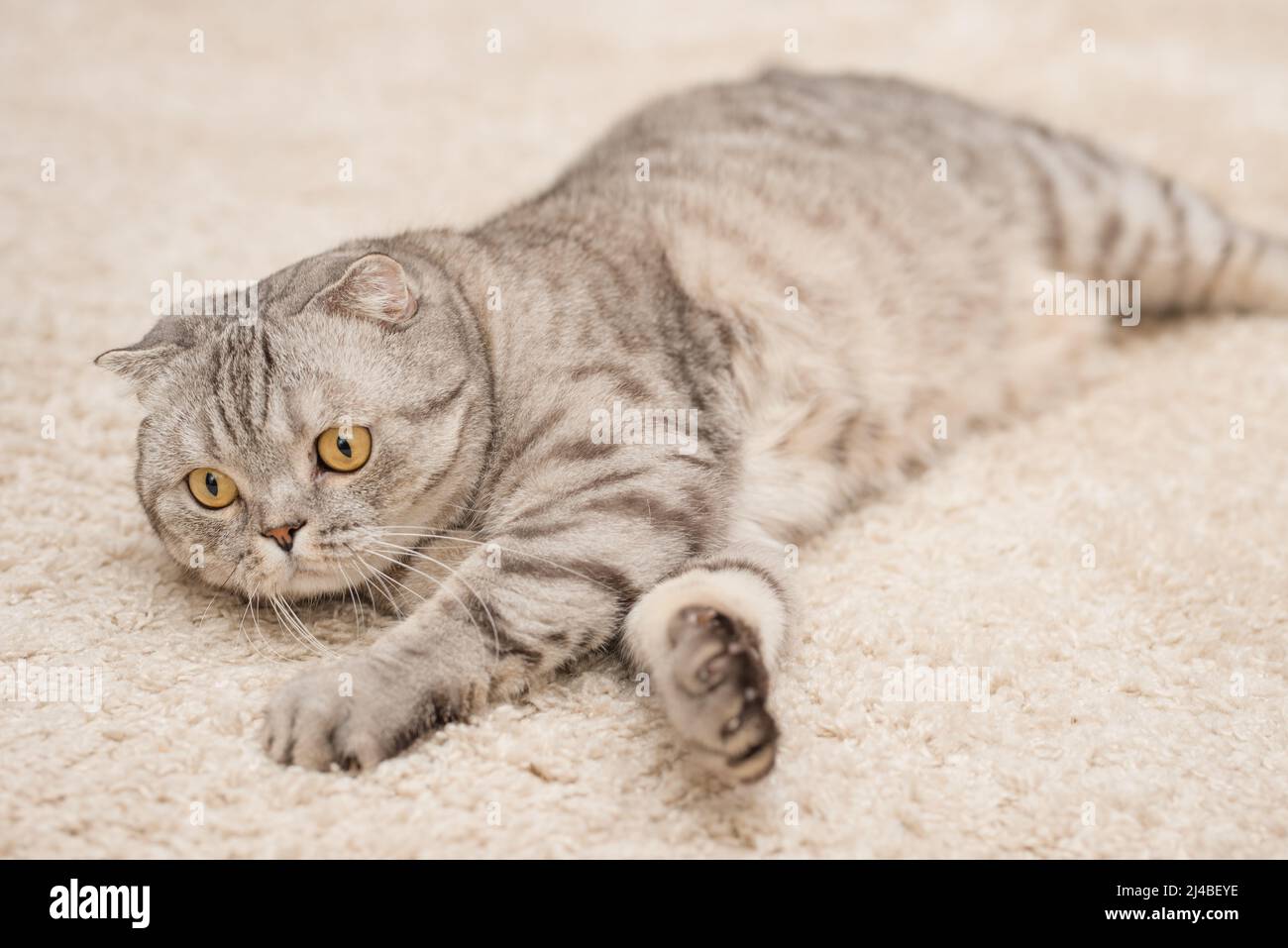 Scottish fold cat sleeping on hi-res stock photography and images - Alamy