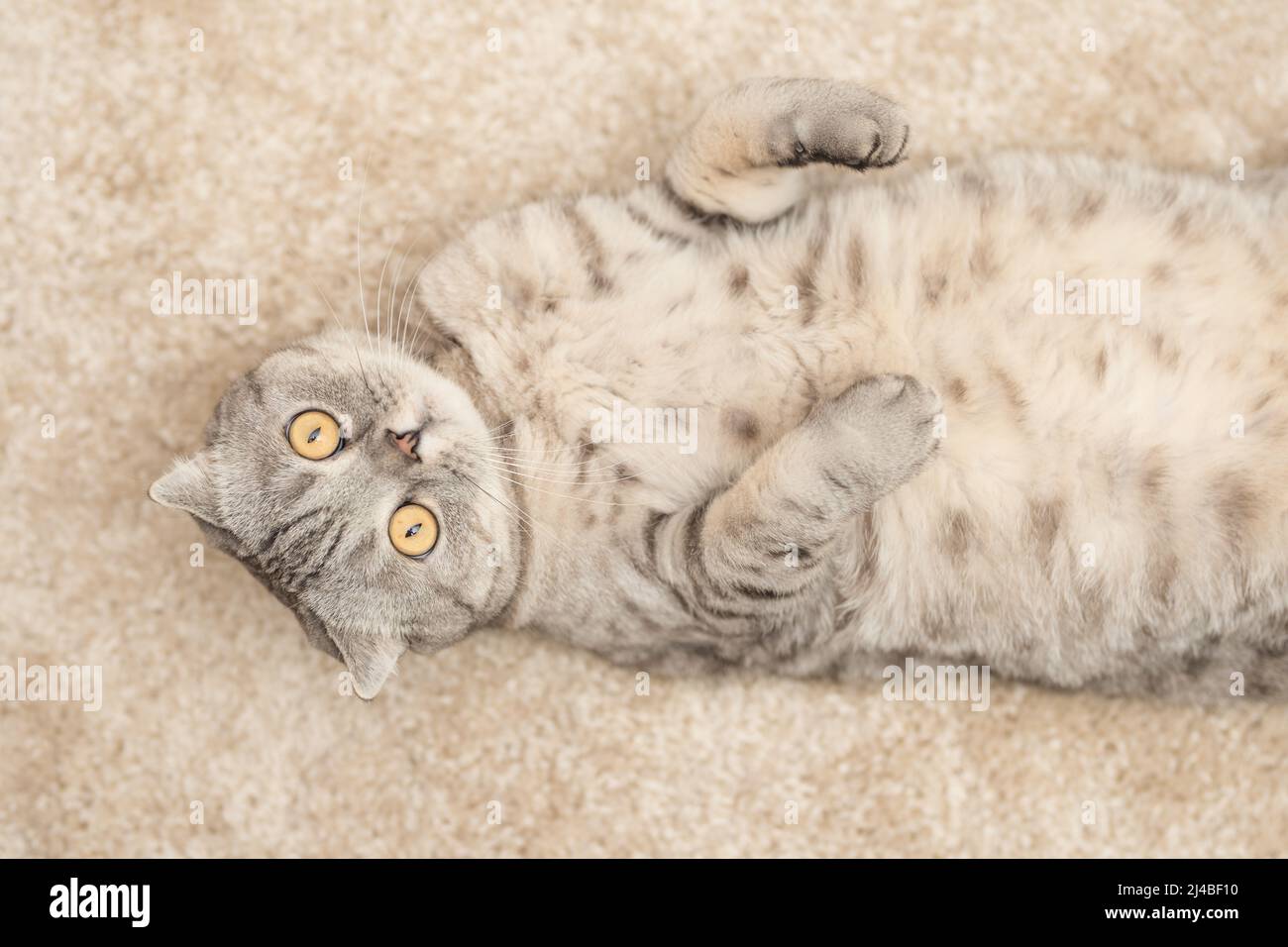 British scottish fold cat sleeping hi-res stock photography and images ...