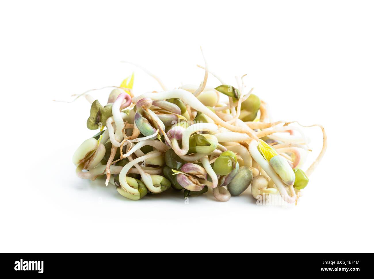 Sprouted mung beans isolated on white background Stock Photo - Alamy