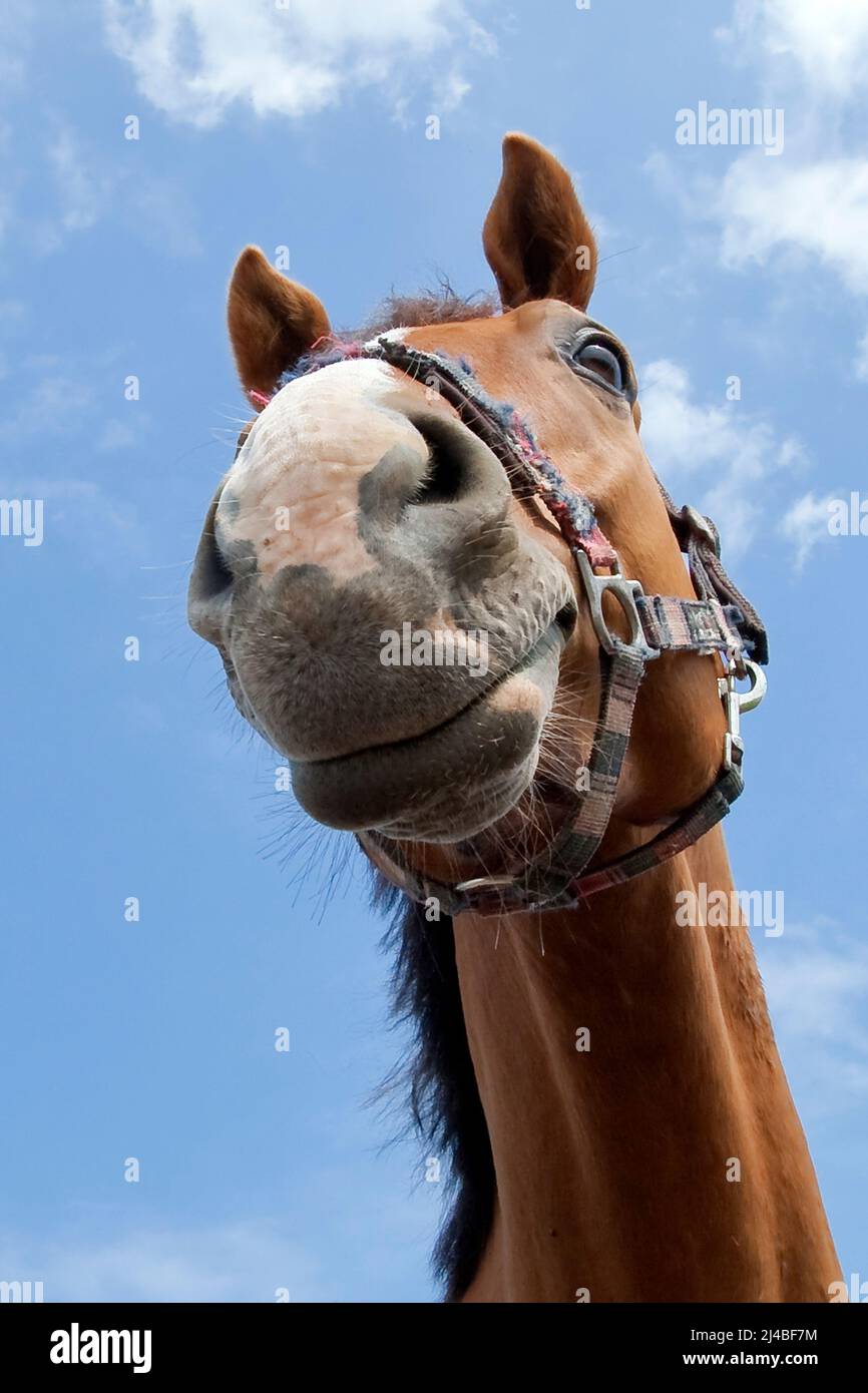 Wide angle horse snout portrait on a blue, cloudy sky background Stock ...