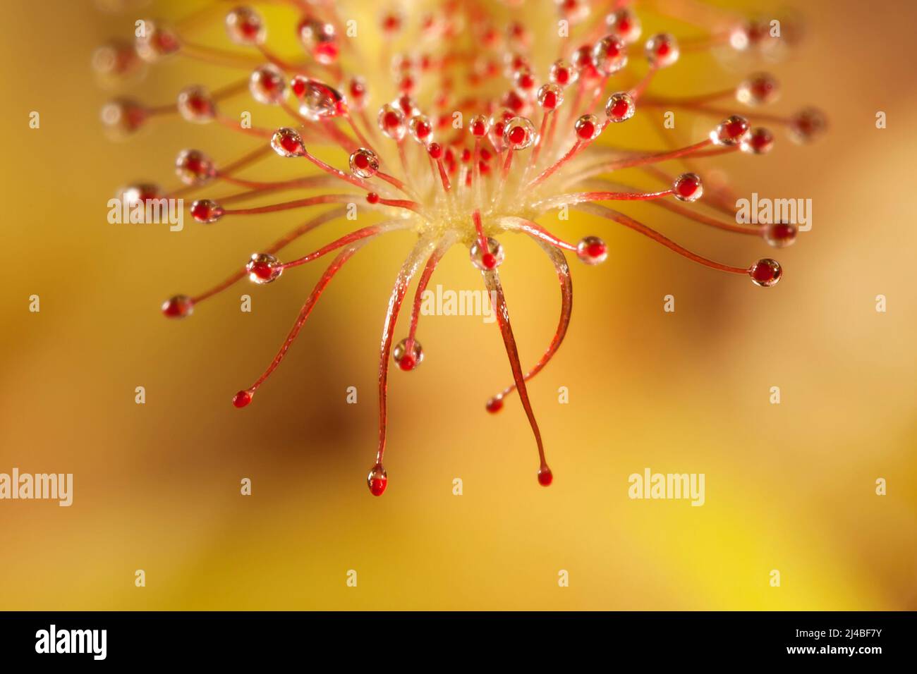 Sundew with red water drops in yellow background Stock Photo - Alamy