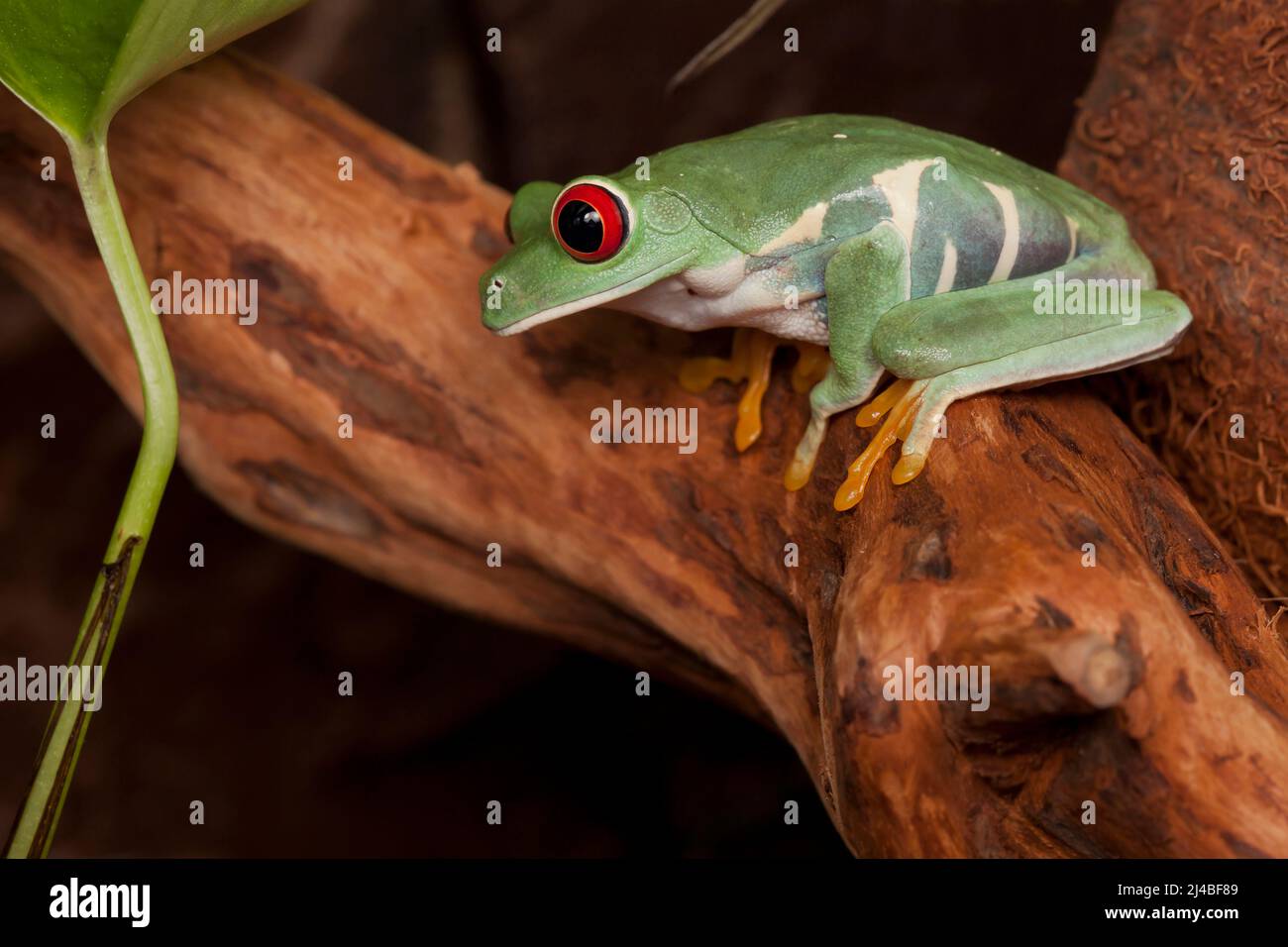 Red eyed tree frog crouching on a branch looking down and getting ready ...