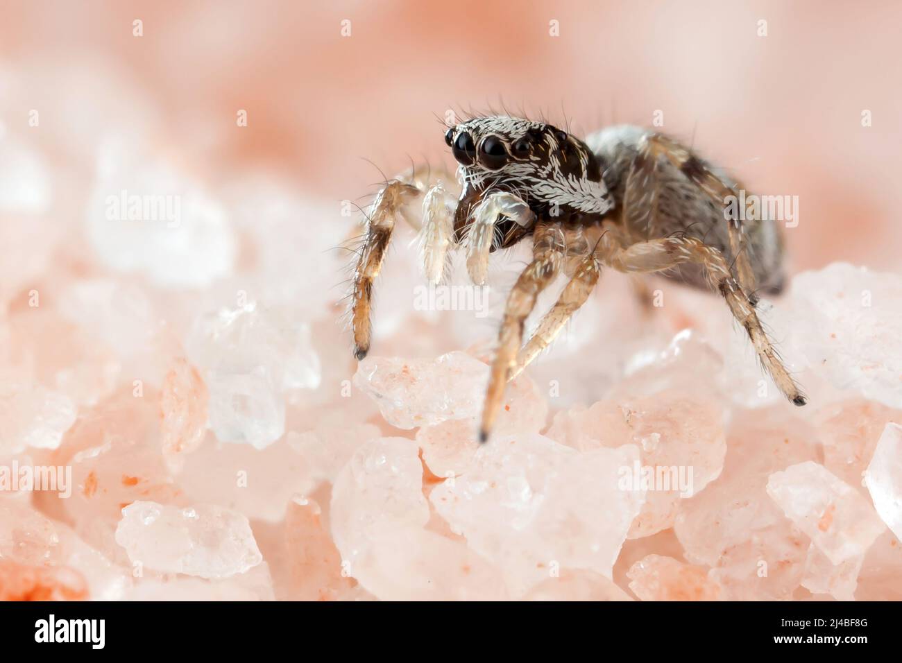 Himalayan jumping spider hi-res stock photography and images - Alamy
