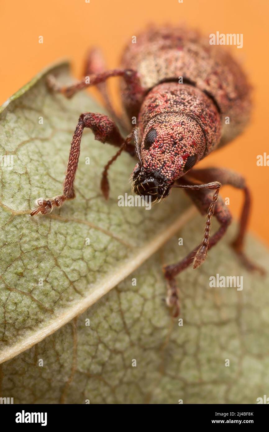 Beetle curculionidae hi-res stock photography and images - Alamy