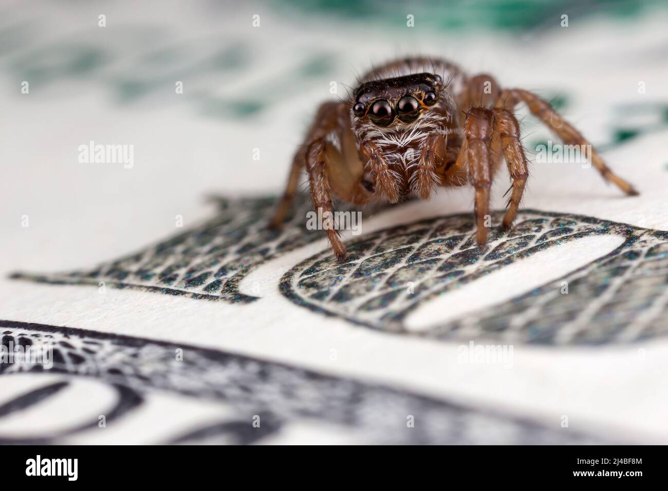 Jumping spider on hundred dollars banknote, Photo in close up Stock ...