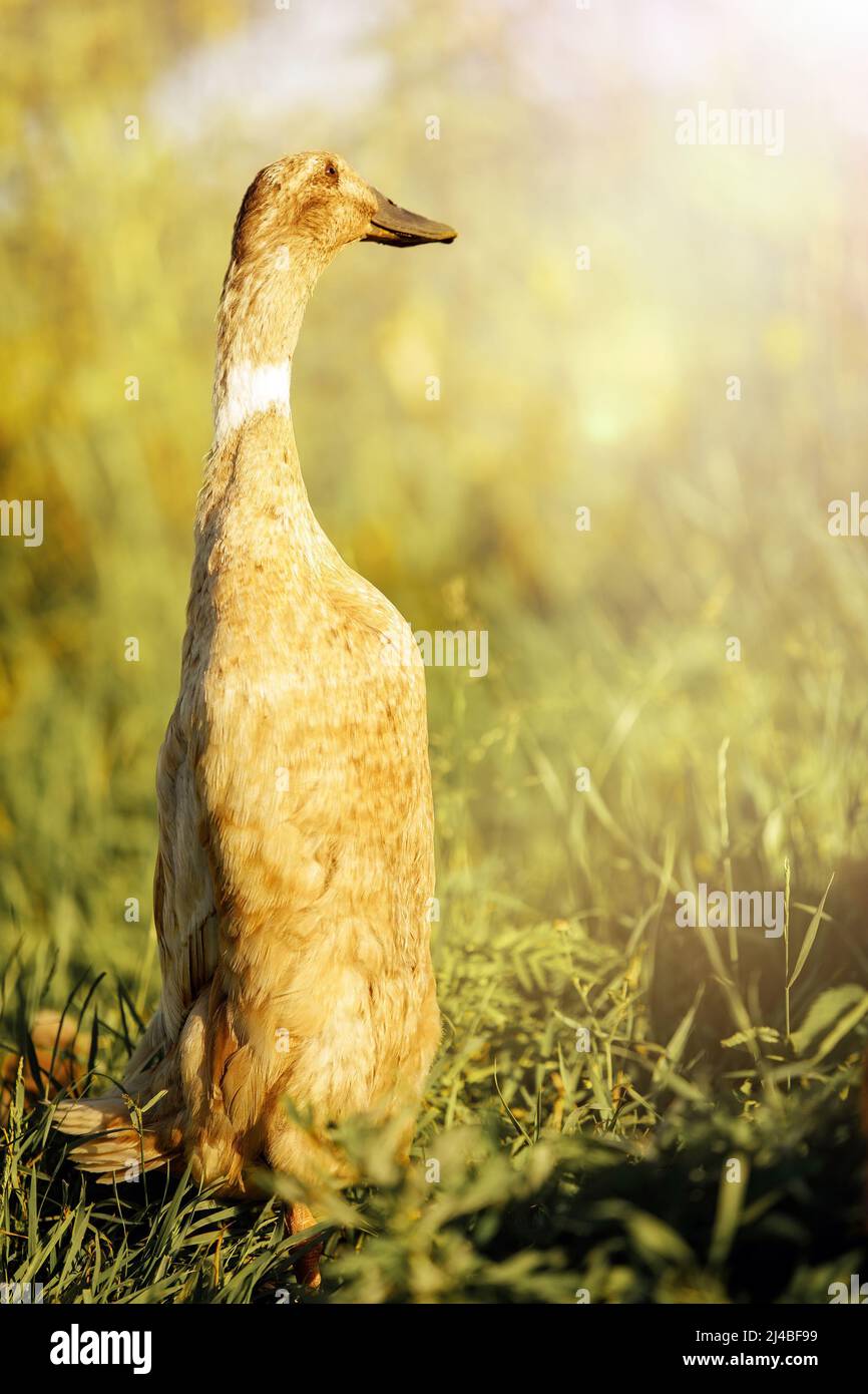 Indian Runner duck, stand erect like penguins. The duck stands in the ...