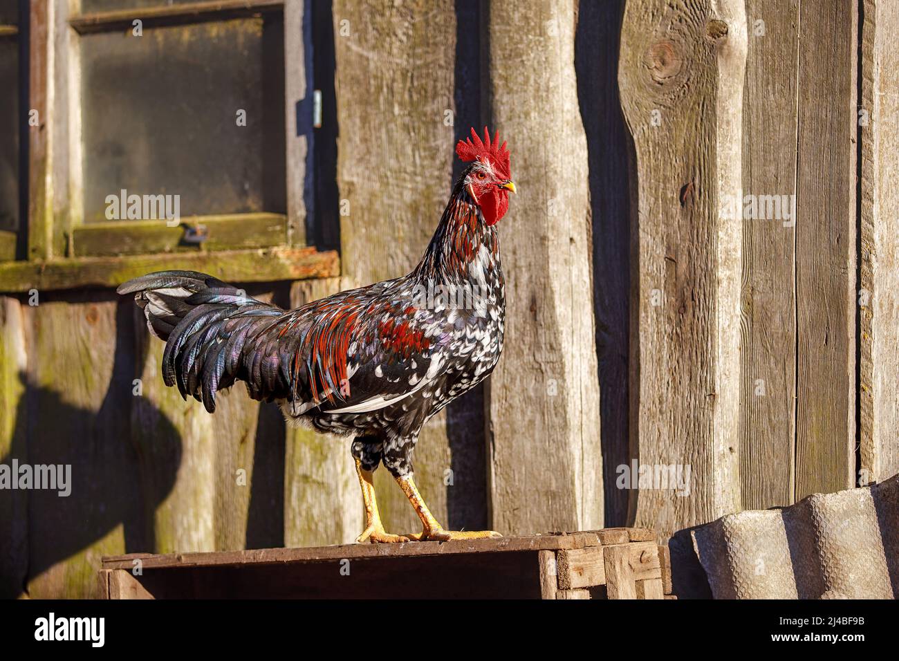 A beautiful rooster in the village next to an old hut Stock Photo - Alamy