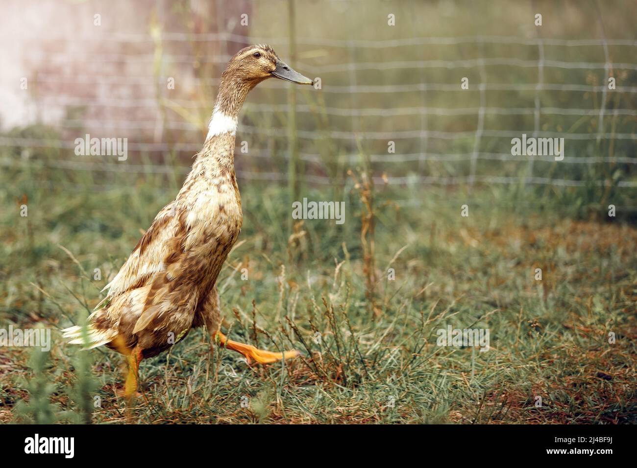 After bathing, the wet duck walks like a soldier in a country homestead ...