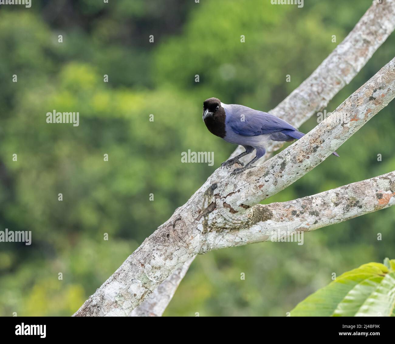 A Violaceous Jay in Ecuador Stock Photo - Alamy