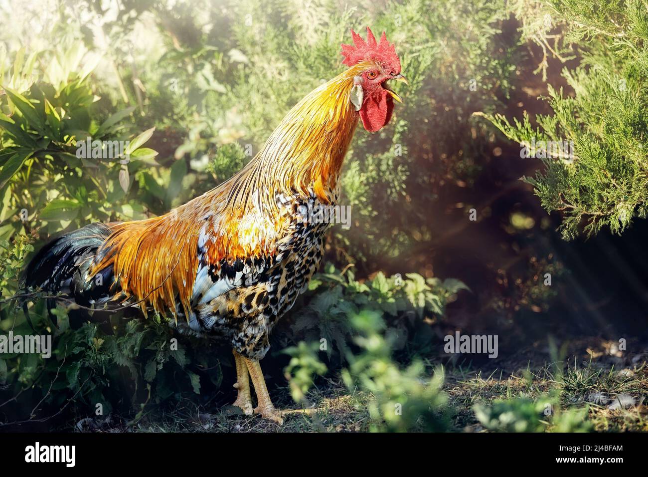 Horizontal photo of a male Colorful Rooster crowing in a green shrubs ...
