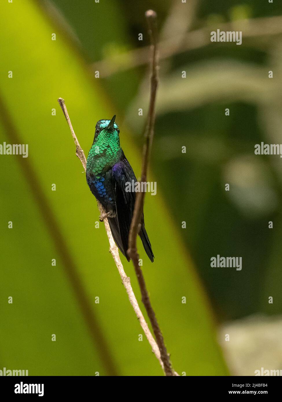 Amazon rainforest nymph hi-res stock photography and images - Alamy