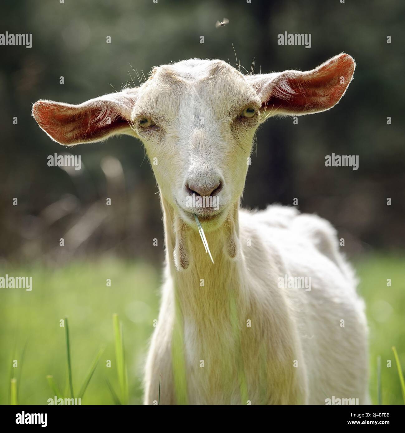 A white young goat with big ears and grass in his mouth looks at the ...