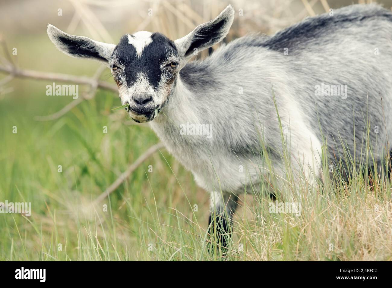 Gray face hi-res stock photography and images - Alamy