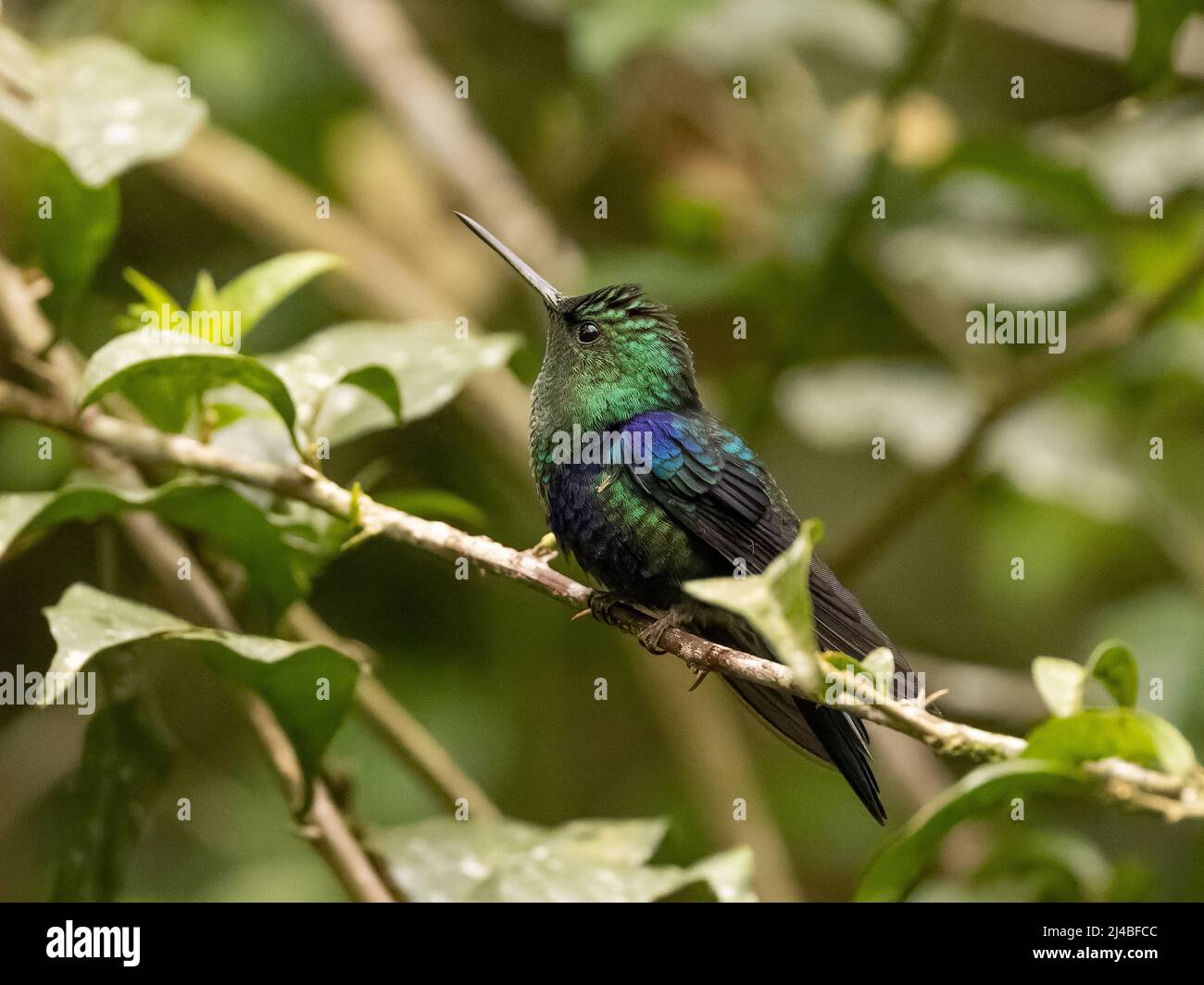 Hummingbird amazon rainforest hi-res stock photography and images - Alamy