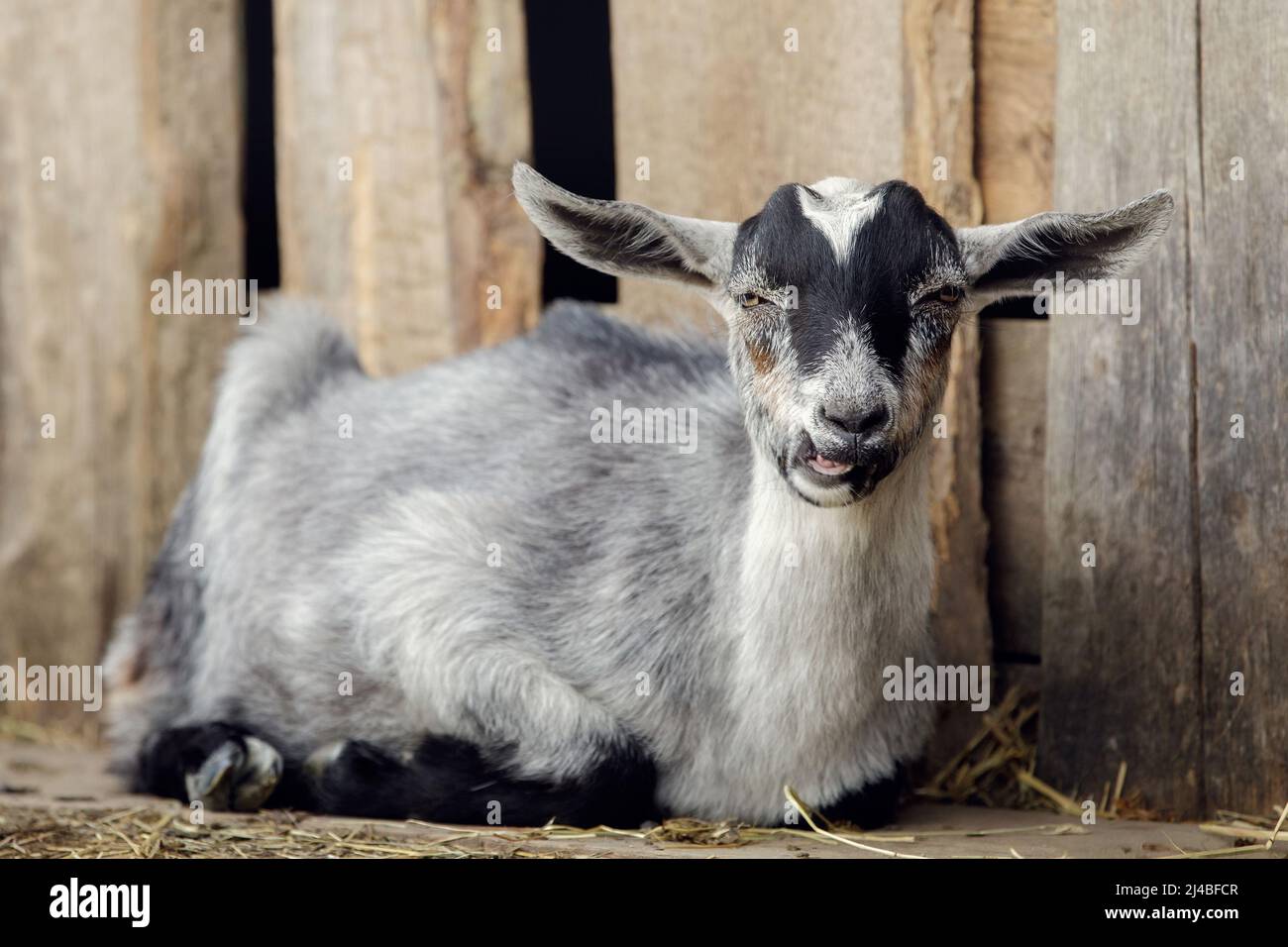 Lying young goat hi-res stock photography and images - Alamy