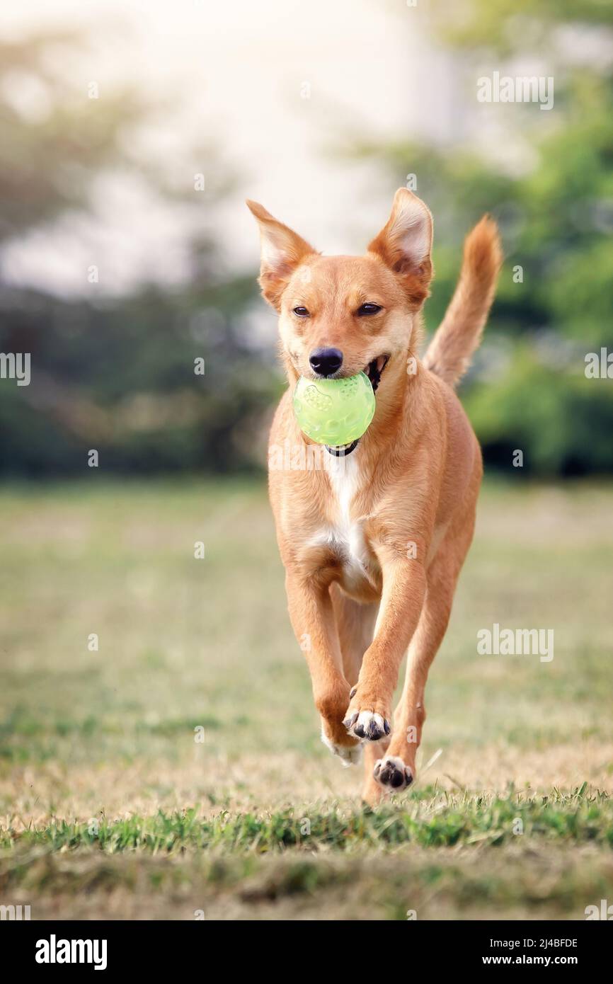 Nice ginger dog with a floppy ears and a ball in mouth is running ...