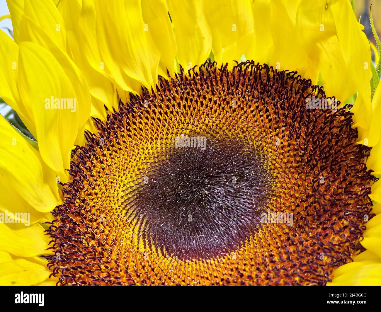 Close up of the center of a Common Sunflower with the disc florets in ...