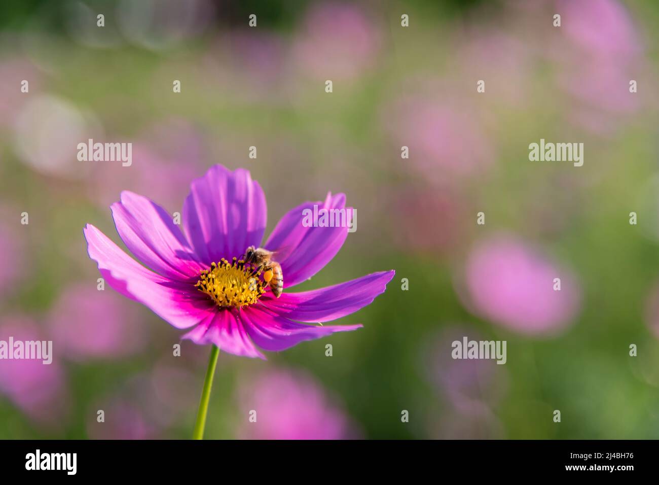 Flying worker bee collecting nectar from pollen flowering Cosmos Stock ...