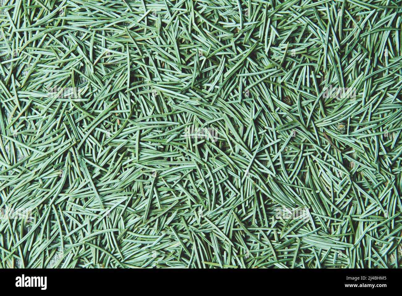 Christmas needles. Many fallen needles from the Christmas tree. Green ...