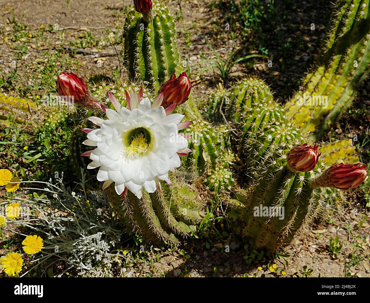 Argentine giant cactus hi-res stock photography and images - Alamy