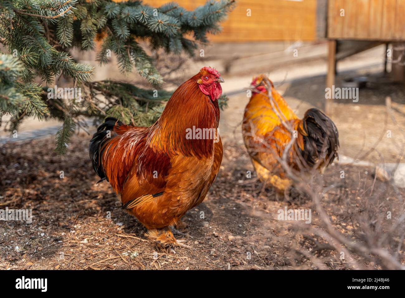 A beautiful rooster standing on the grass on a blurred green nature ...
