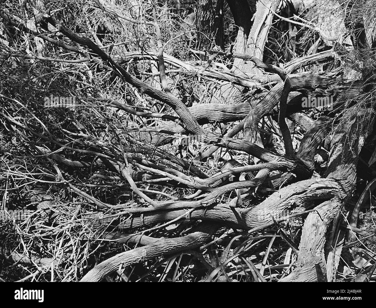 Twisted trunks and branches form an intricate web of wood and strength ...