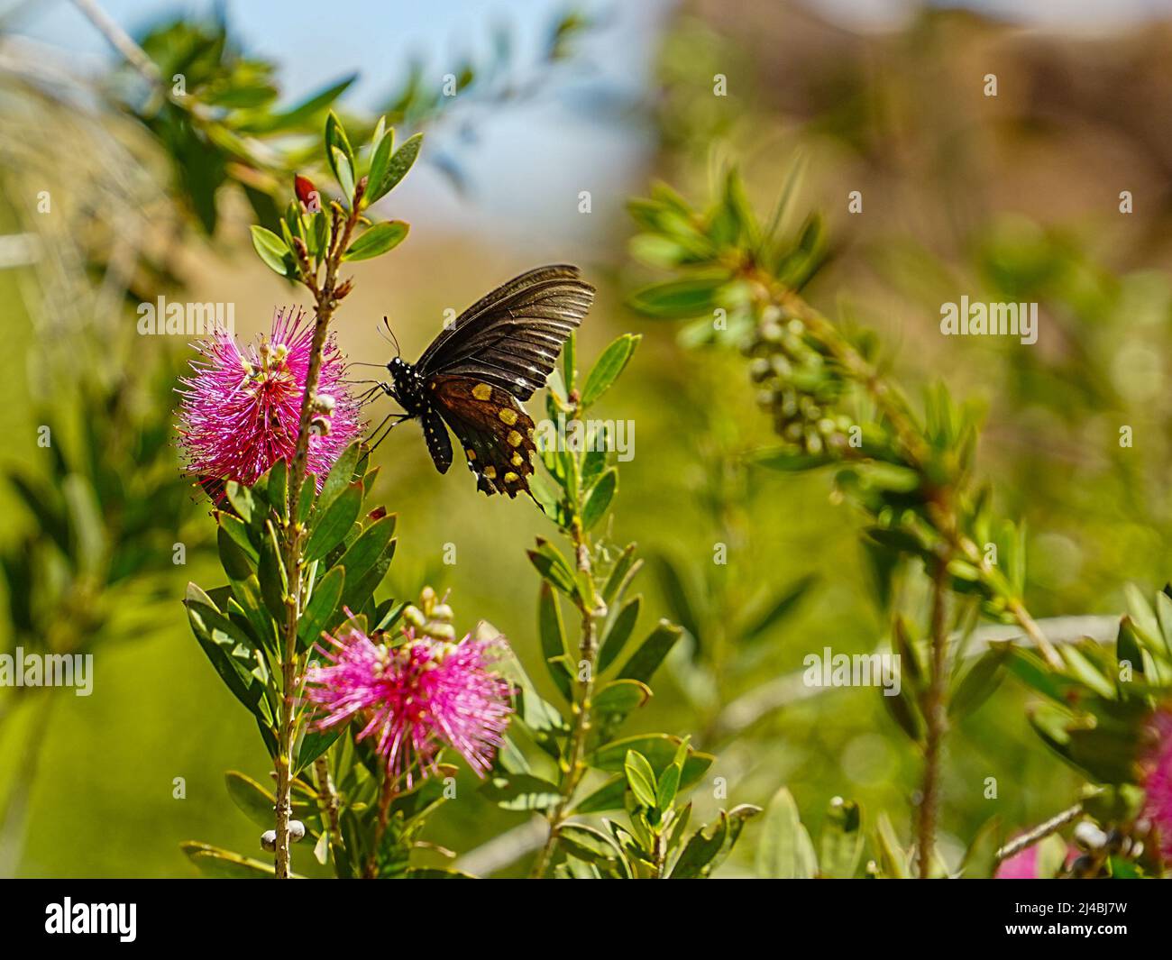 Beautiful butterflies are abundant at the Boyce Thompson arboretum near ...