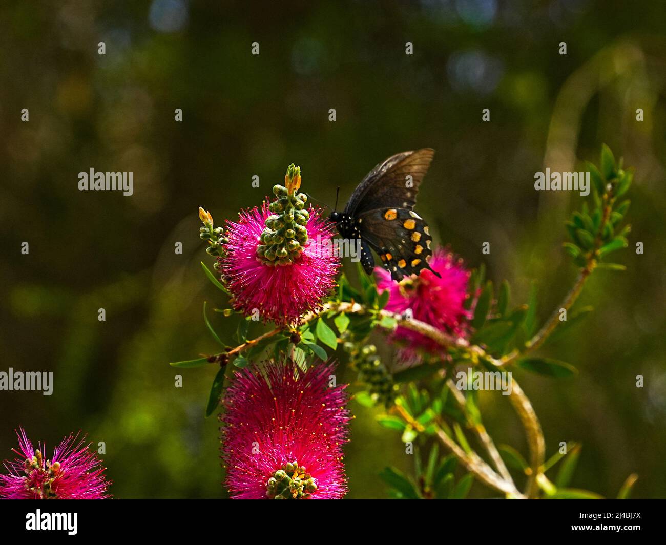 Beautiful butterflies are abundant at the Boyce Thompson arboretum near ...