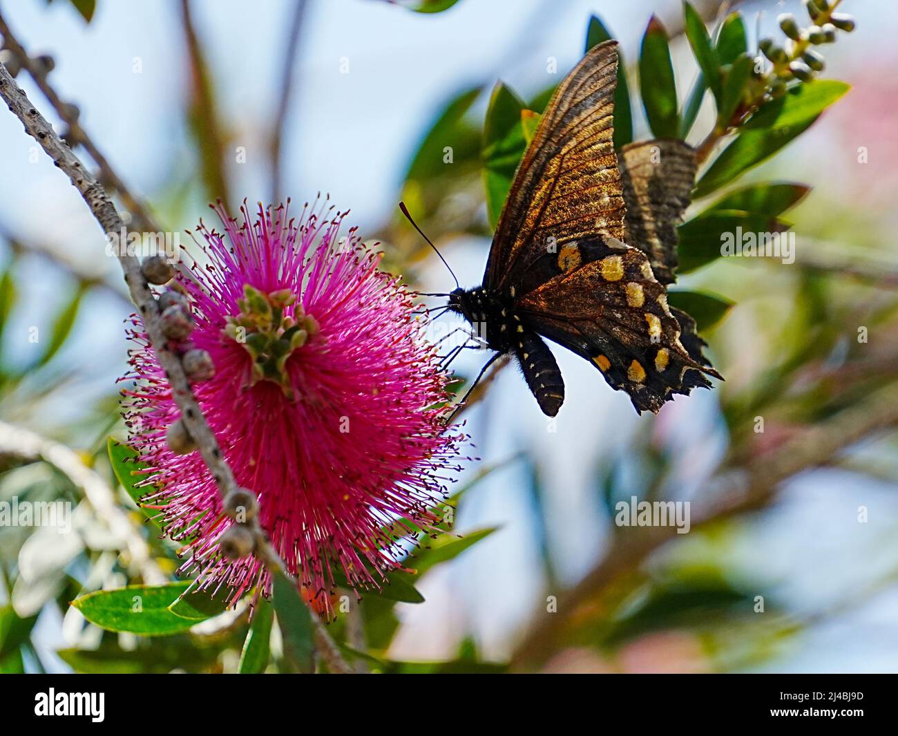 Beautiful butterflies are abundant at the Boyce Thompson arboretum near ...