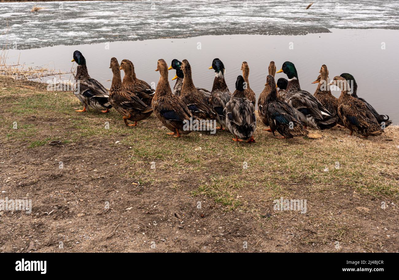 Duck rice field fields hi-res stock photography and images - Alamy