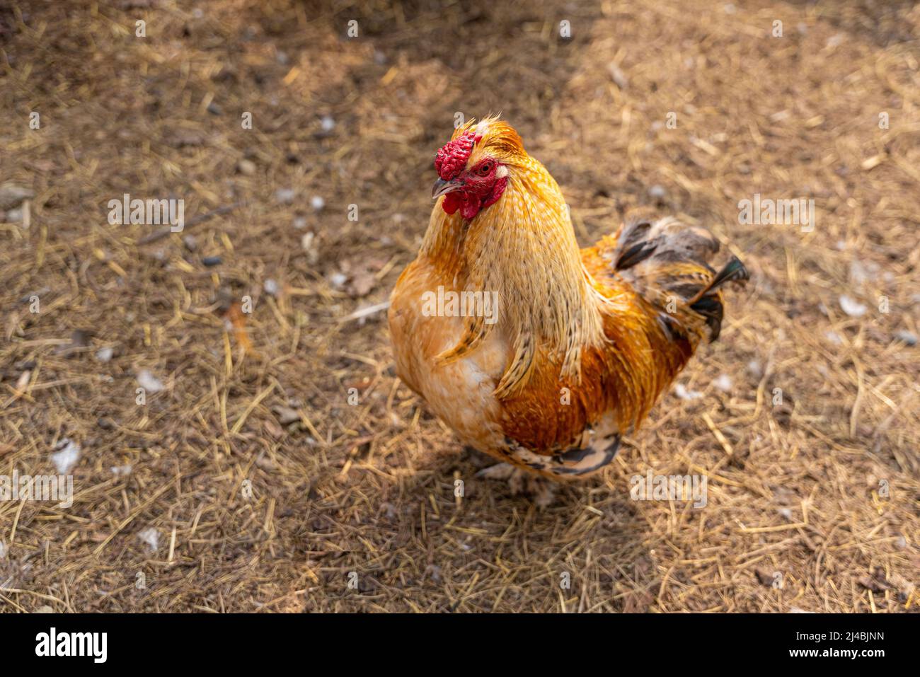 A beautiful rooster standing on the grass on a blurred green nature ...