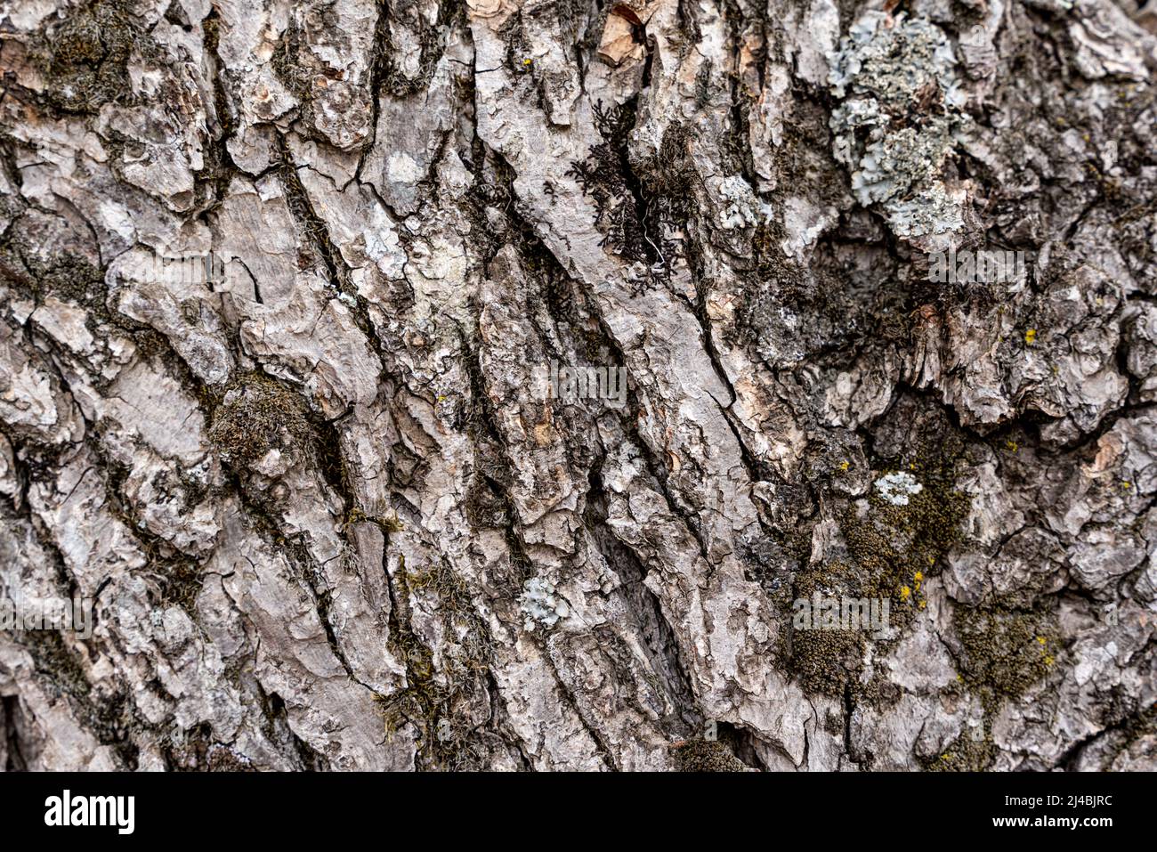 tree bark texture. Close-up of rough wooden leather. Cracked surface of ...