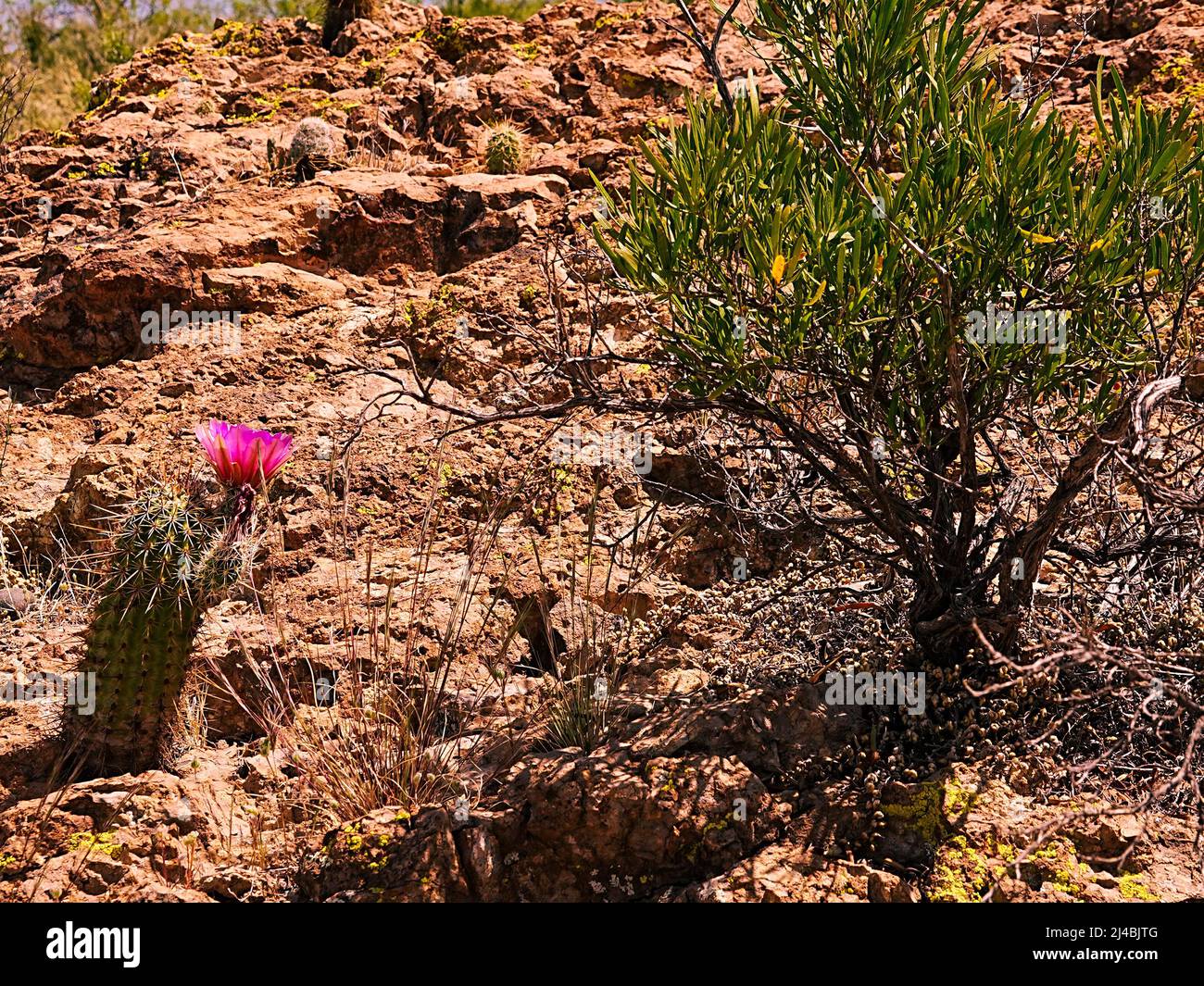 Sonoran desert and flowers hi-res stock photography and images - Alamy