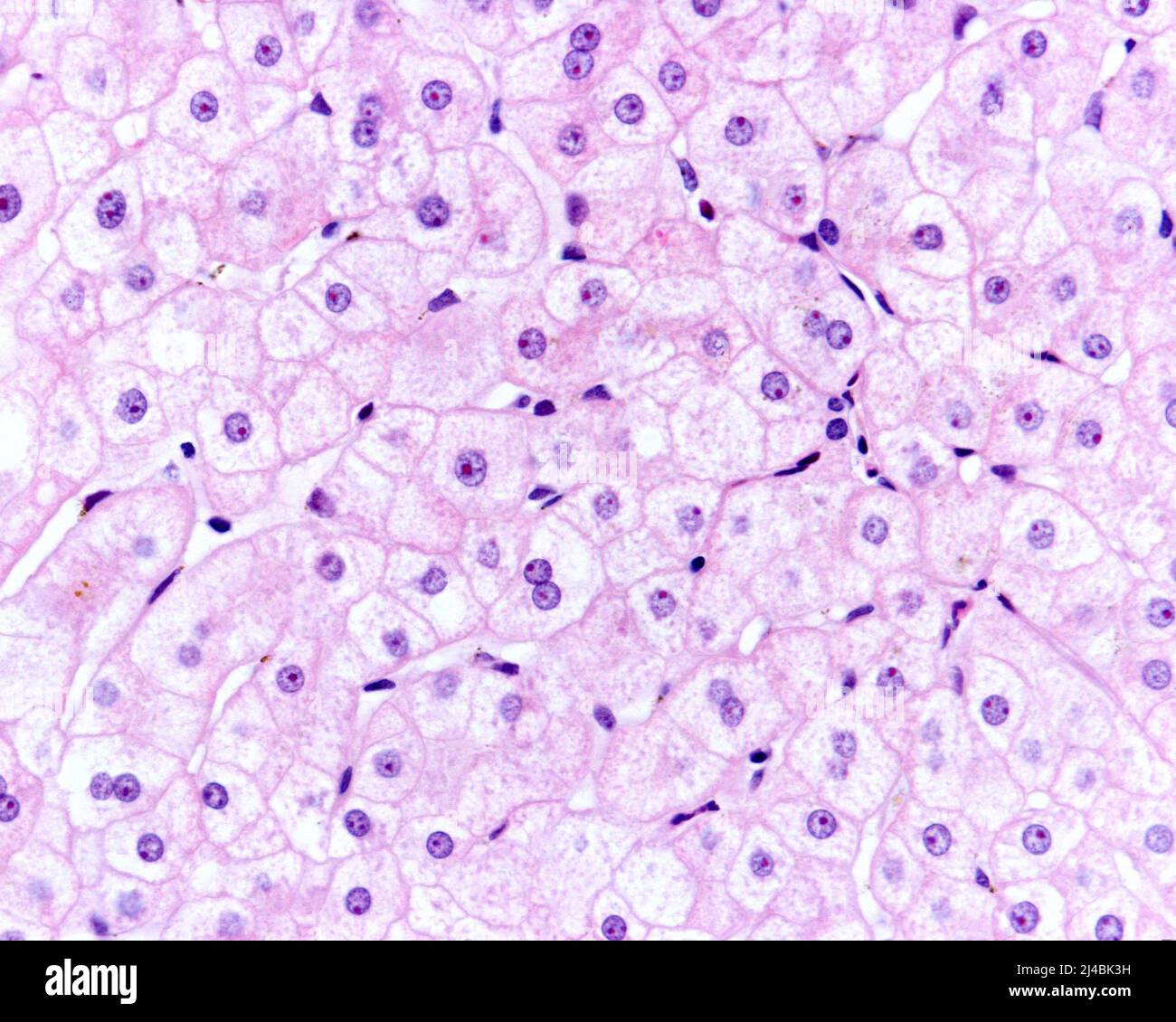 Liver cells, light micrograph Stock Photo - Alamy