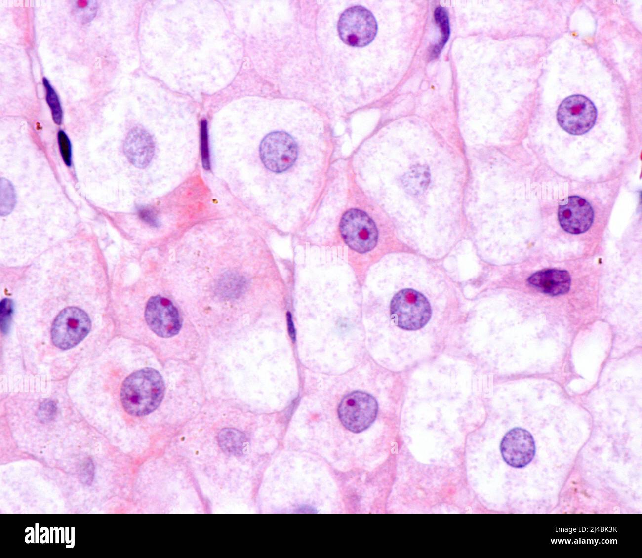 Liver cells, light micrograph Stock Photo - Alamy