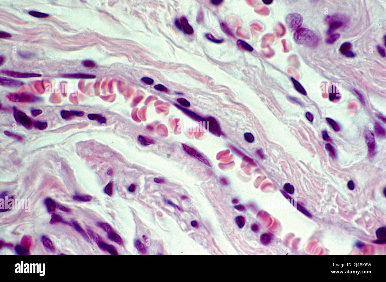 Pericyte, light micrograph Stock Photo - Alamy