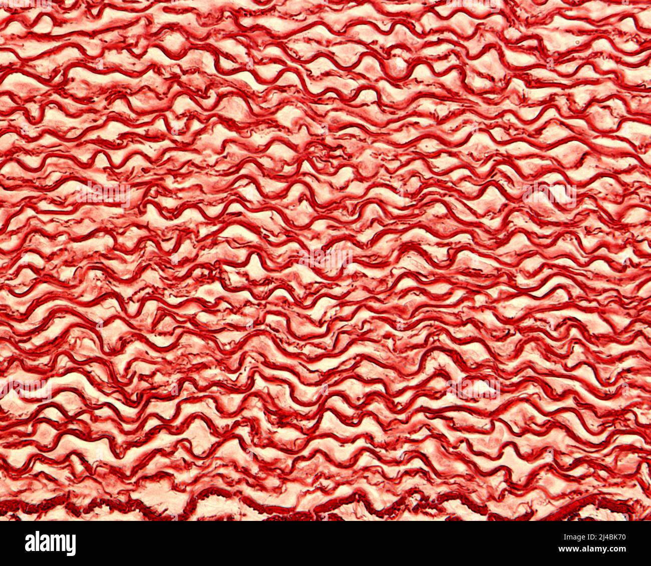 Human aorta, light micrograph Stock Photo - Alamy