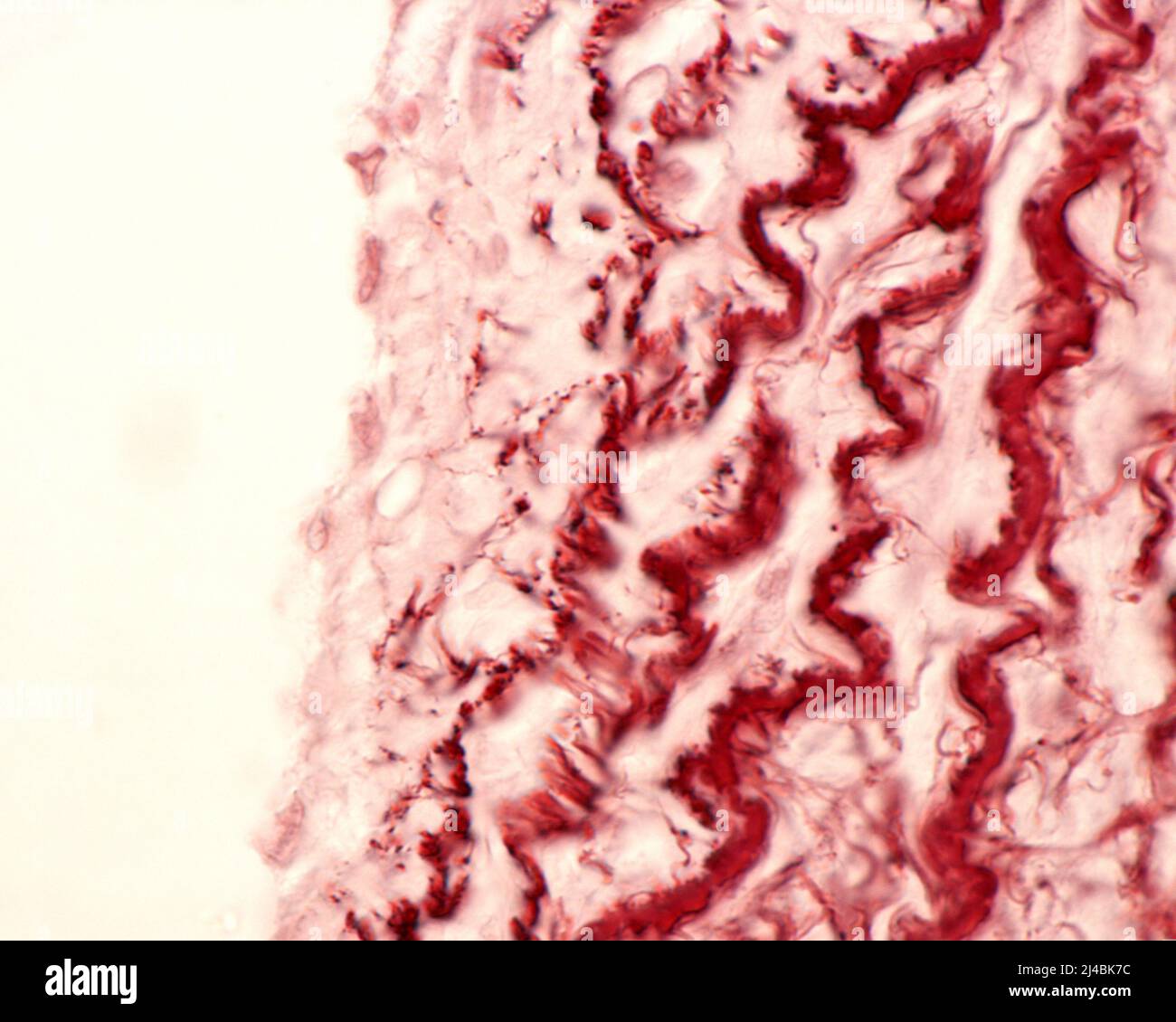 Human aorta, light micrograph Stock Photo - Alamy