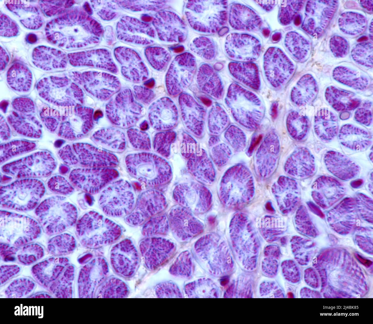 Heart myocardium, light micrograph Stock Photo - Alamy
