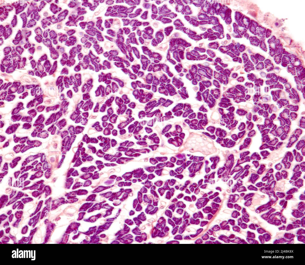 Heart myocardium, light micrograph Stock Photo - Alamy