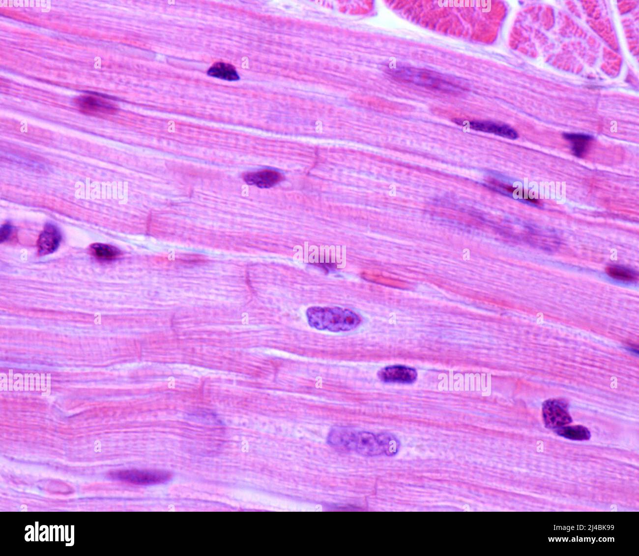 Cardiac Muscle Cells Under Microscope