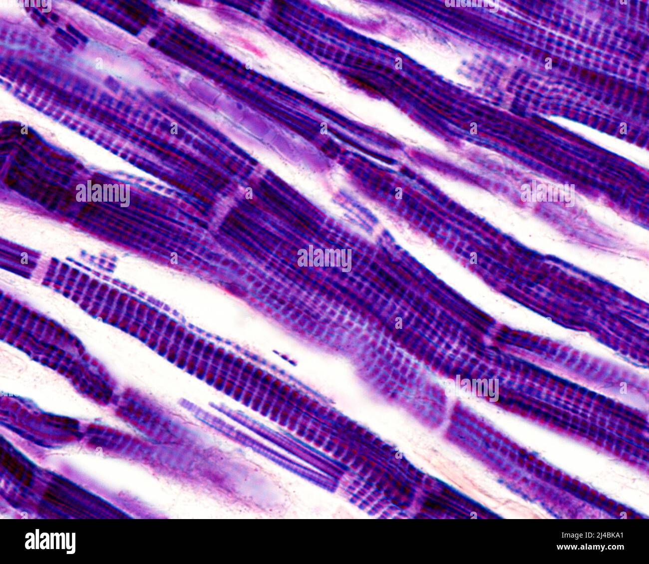 Heart Cells Under Microscope