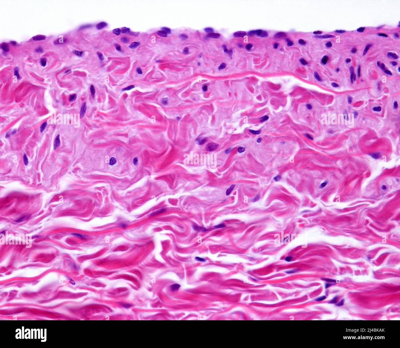 Layers of a large vein wall, light micrograph Stock Photo - Alamy