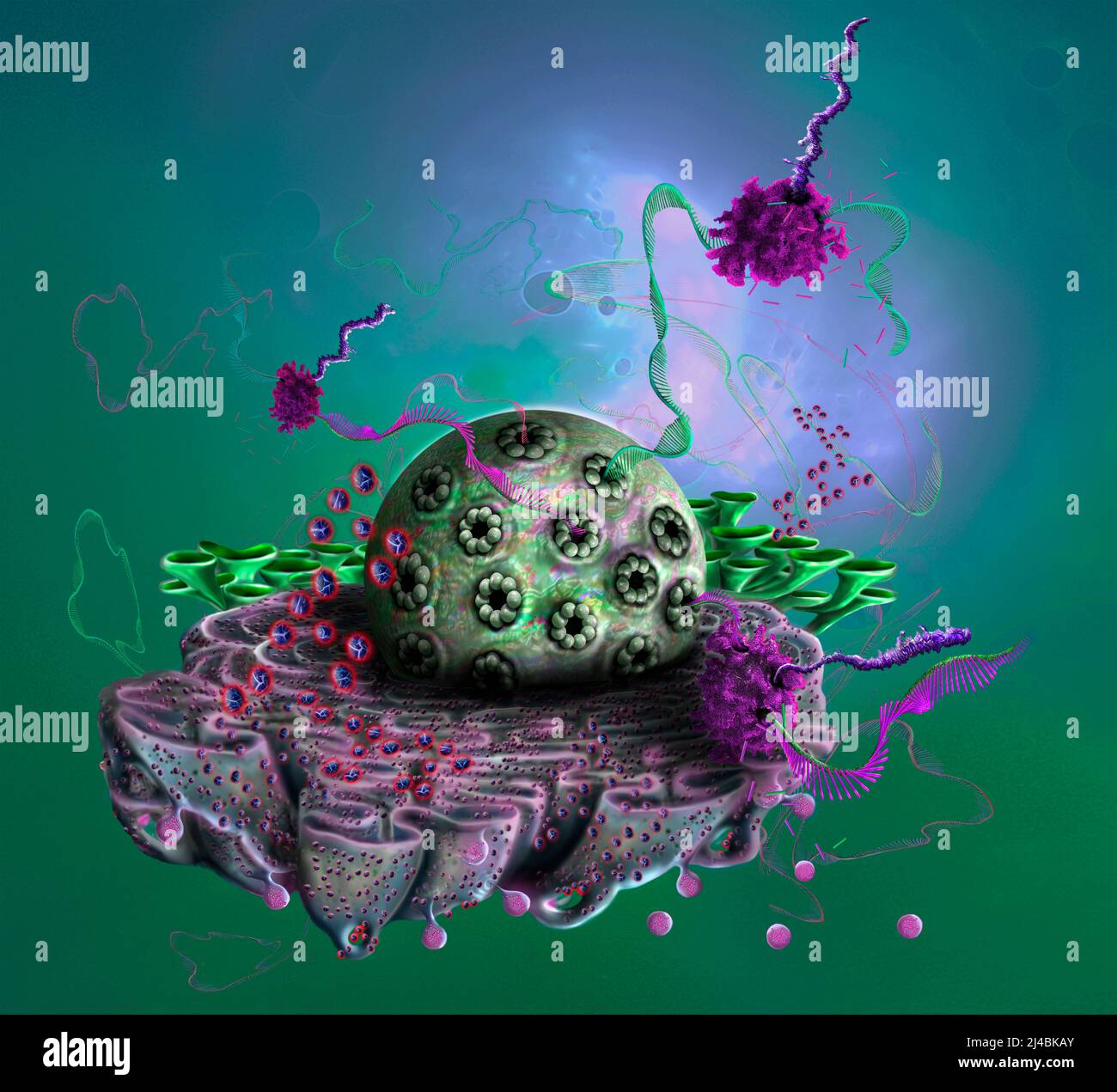 Protein synthesis, illustration Stock Photo - Alamy