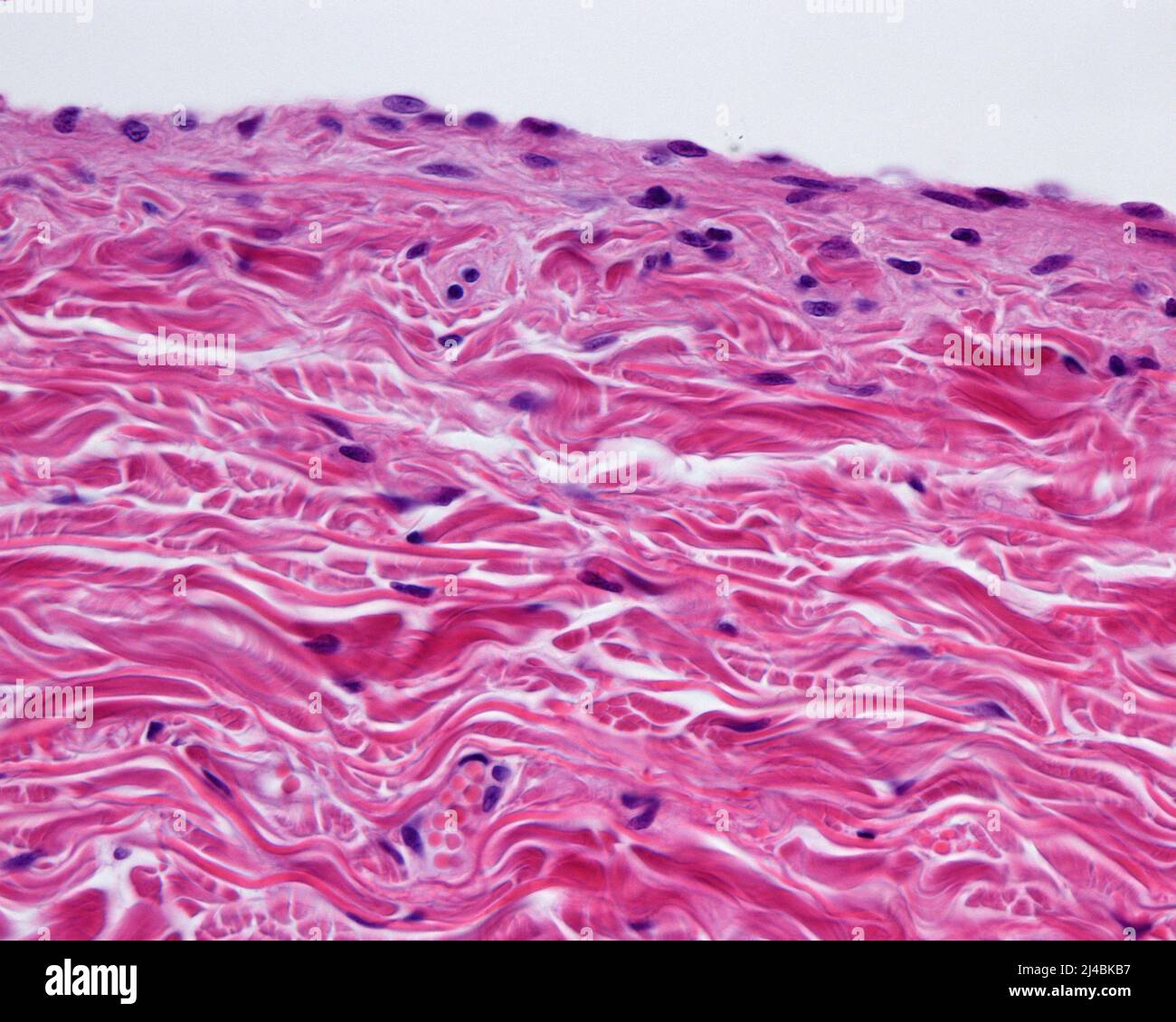 Layers of a large vein wall, light micrograph Stock Photo - Alamy