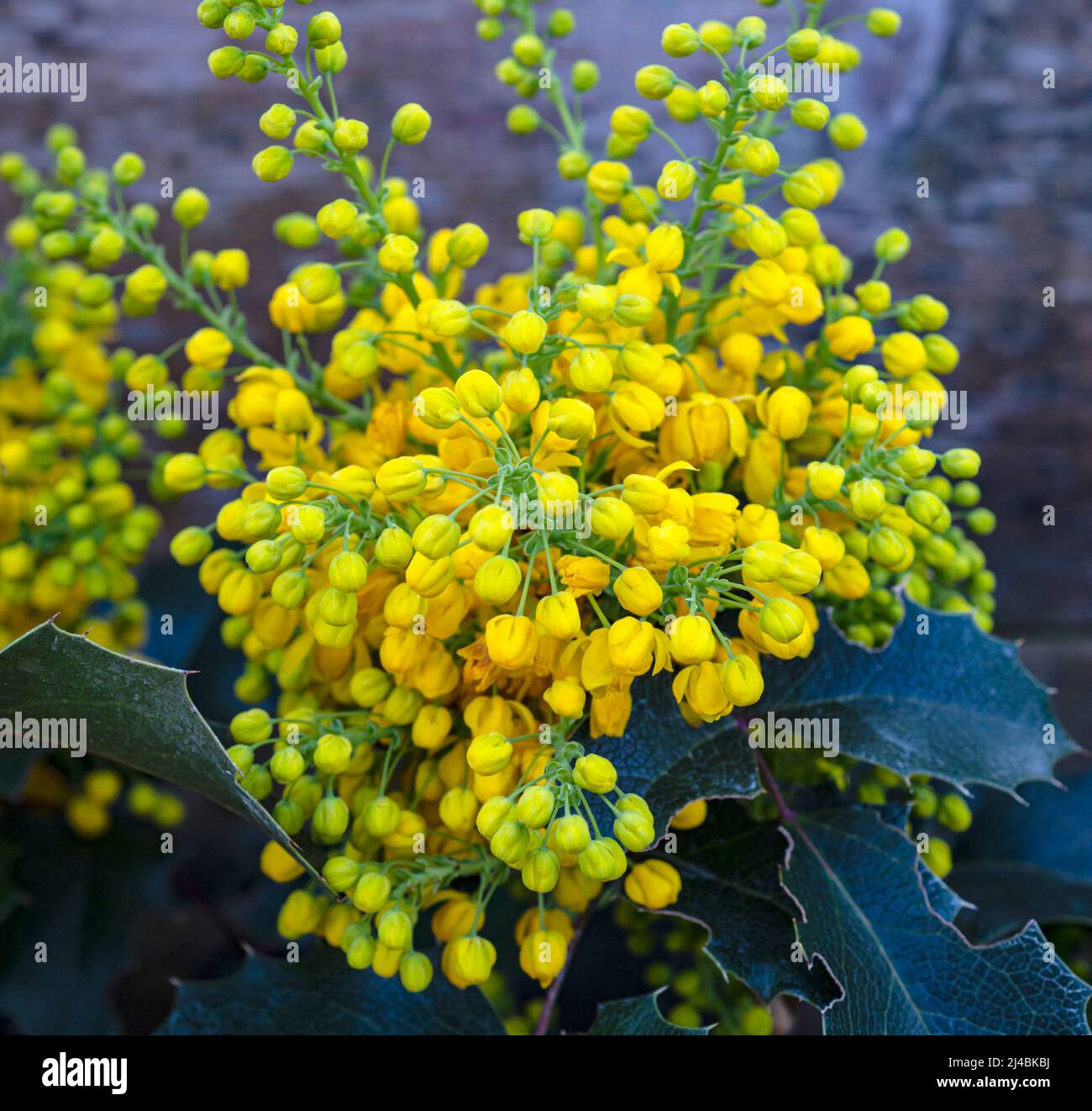Mahonia aquifolium 'Apollo' Stock Photo - Alamy