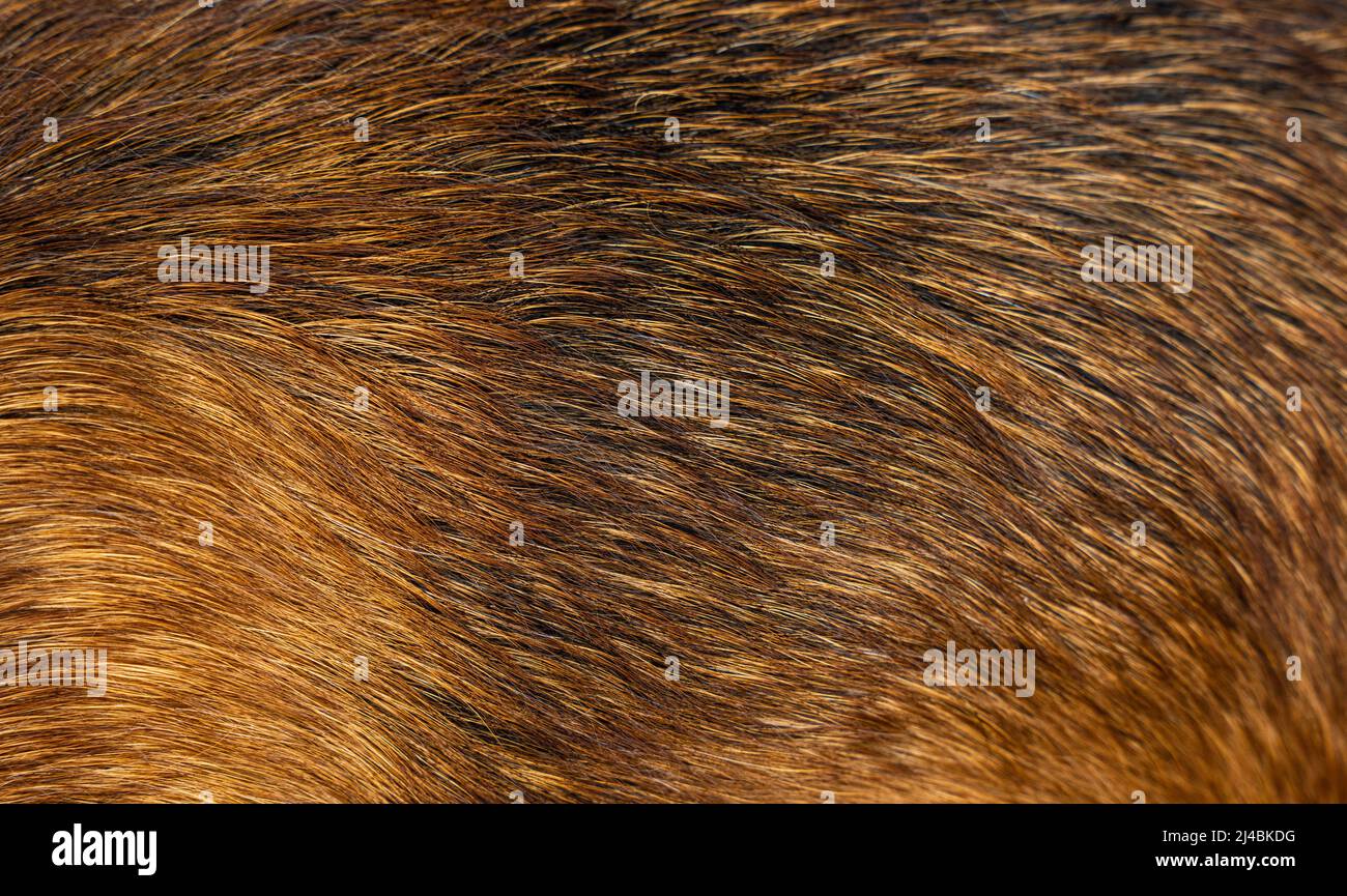 Dog fur textures. Red dog fur natural for backgrounds, textures and ...